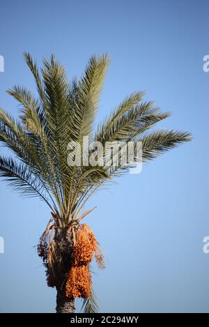 Dates on the date palm, Costa Blanca, Spain Stock Photo - Alamy