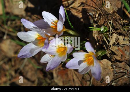 Purple wild crocus flavus flower or pulsatilla (pasque flower) growing ...