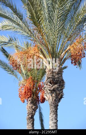Dates on the date palm, Costa Blanca, Spain Stock Photo - Alamy