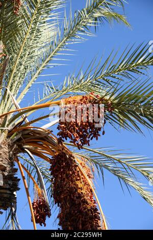 Dates on the date palm, Costa Blanca, Spain Stock Photo - Alamy