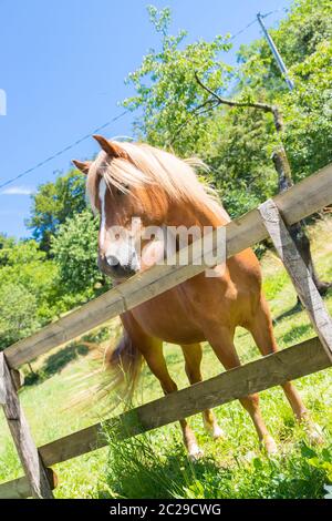 Brown horse in the paddock. Portrait of a horse Stock Photo - Alamy