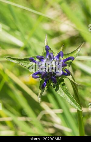 Hemispherical devil's claw (Phyteuma hemisphaericum), Grass-leaved ...