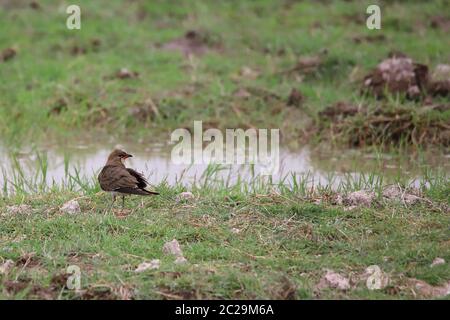 Collared pratincole at a water hole in Kenya Stock Photo - Alamy