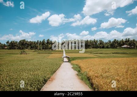Rice fields in the fertile plains of Mindoro island, The Philippines ...