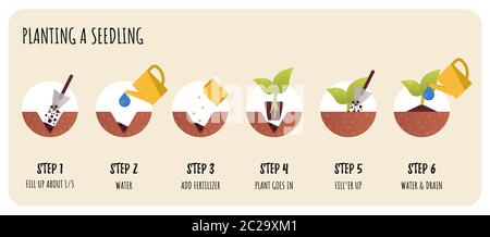 Plant growth steps. Seed germination in soil. Agriculture seedling evolving stages or sapling ...