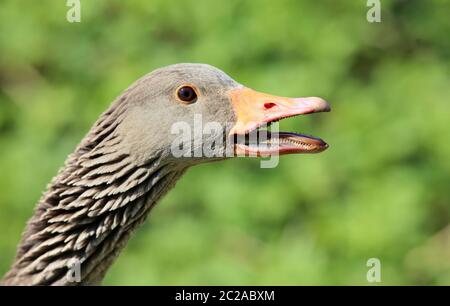 Graugans (Anser anser Stock Photo - Alamy