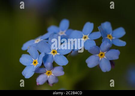 Close-up of beautiful forget me not blossoms. Shallow depth of field ...