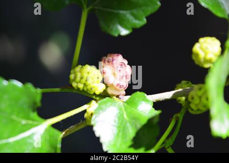 Tasty and juicy fruits of the Ukrainian mulberry tree growing in the ...