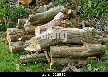 Nature conservation habitat logpile for wildlife in a woodland with a ...