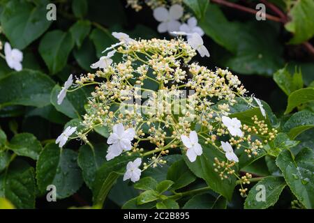 Blooming Green Hydrangea Flower Cluster, Natural Botanical Background ...