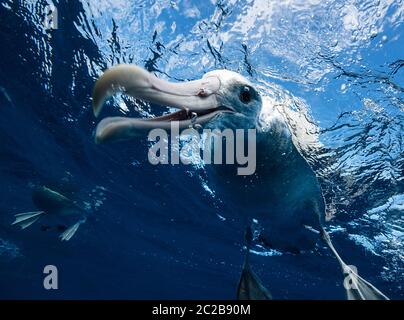 Albatross Underwater view Stock Photo - Alamy