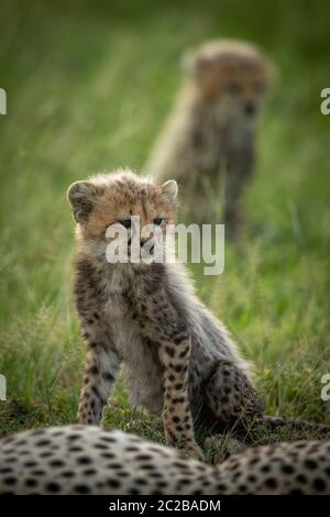 Cheetah cub sits in grass looking back Stock Photo - Alamy