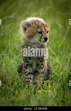 Cheetah cub sits looking right on grass Stock Photo - Alamy