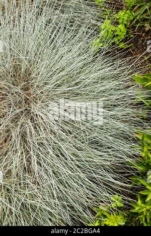 Festuca glauca 'Elijah Blue'. Ornamental foliage of Elijah Blue dwarf ...