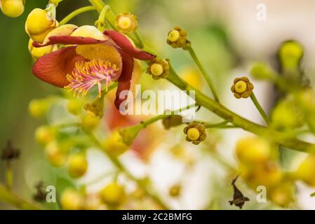 Shala tree (Shorea robusta Stock Photo - Alamy
