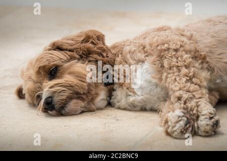 Head and front legs of a Cockapoo dog laying down on the floor rlaxing ...