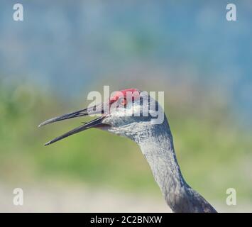 Sandhill Crane head close up Stock Photo - Alamy