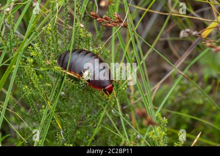 Cape Mountain Cockroach (Aptera fusca) female abdomen, South Africa ...