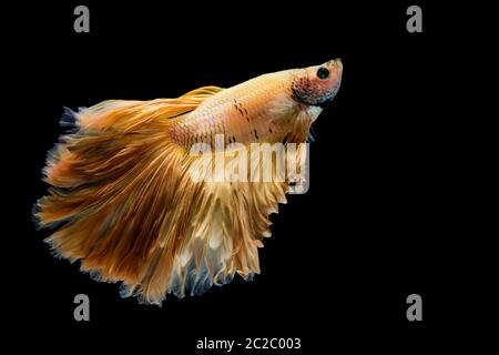 Yellow gold betta fish, siamese fighting fish on black background Stock ...