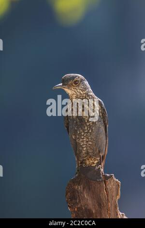 Blue Rock Thrush bird (Monticola solitarius) standing in nature Stock ...