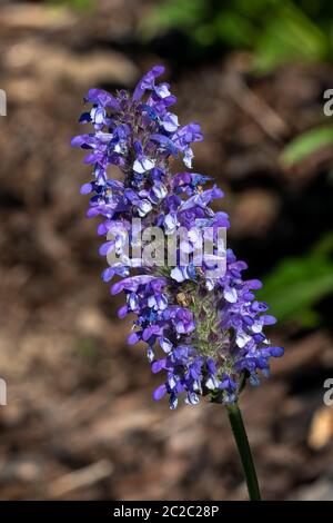 Nepeta nervosa 'Blue Moon' a blue summer perennial flowering plant ...