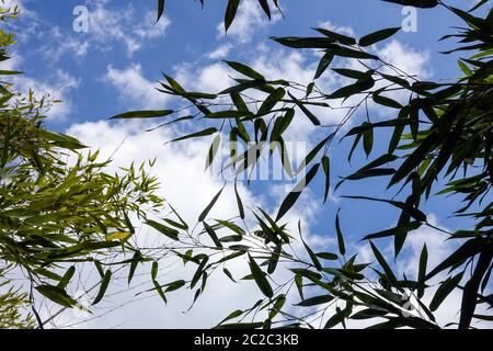 Bamboo leaves Phyllostachys praecox Bamboo plant Stock Photo - Alamy