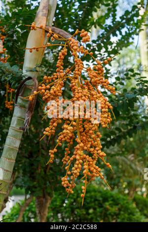 Palm Tree with Small Orange Fruits Known as Moriche Palm, Ité Palm, Ita ...