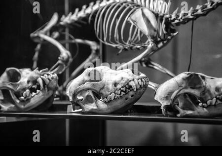 Goat skeleton, dead animal detail, medical study Stock Photo - Alamy