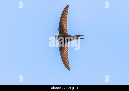 A flying common swift under blue sky Stock Photo - Alamy