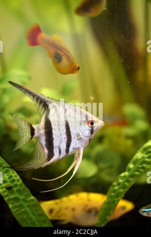 Detail of a skalar fish in aquarium Stock Photo - Alamy