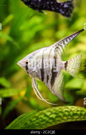 Detail of a skalar fish in aquarium Stock Photo - Alamy