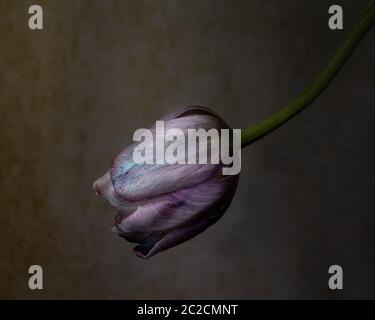 Macro close up of fresh young ears of young green wheat in spring ...
