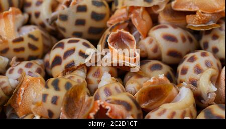 Uncooked raw fresh sea snail close up Stock Photo - Alamy