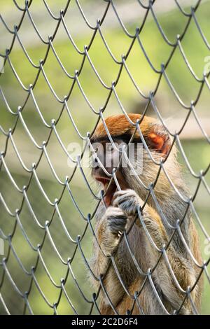 A closeup shot of a funny monkey holding from a rope Stock Photo - Alamy