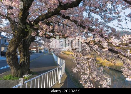 Tottori City is located in western Japan along the coast of the Sea of ...