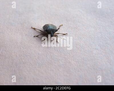 green shield bug aka Nezara Viridula animal of phylum Euarthropoda ...