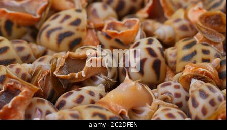 Uncooked raw fresh sea snail close up Stock Photo - Alamy