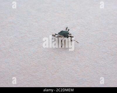 green shield bug aka Nezara Viridula animal of phylum Euarthropoda ...
