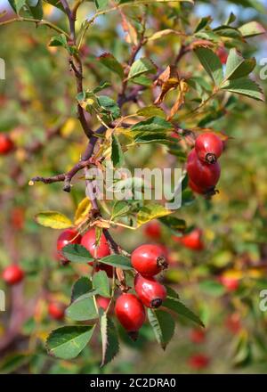 Rosehip shrup with fruits in autumn Stock Photo - Alamy