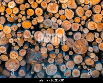 Eucalyptus fire wood trunk piled up texture - pattern Stock Photo - Alamy