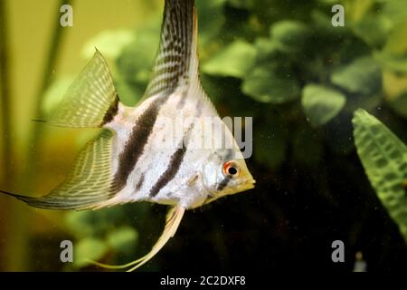 Detail of a skalar fish in aquarium Stock Photo - Alamy