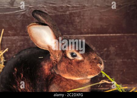 Rabbits in rabbit hutch Stock Photo - Alamy