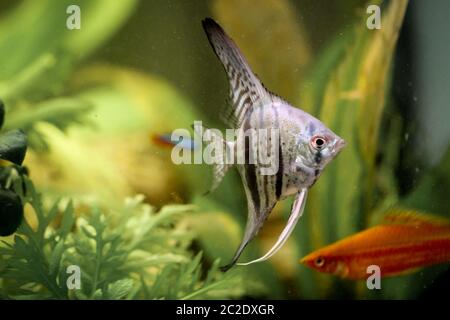 Detail of a skalar fish in aquarium Stock Photo - Alamy
