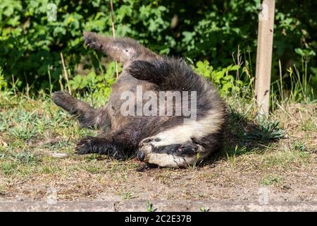 animal, carcass, Carnivora, corpse, dead, Feral hog, Hagerman, National ...