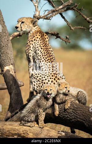 Cheetah sits with two cubs on dead branches Stock Photo - Alamy
