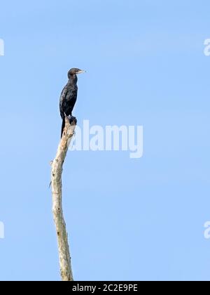 Little Cormorant (Microcarbo niger), Aves, Inya Lake, Yangon, Yangon ...