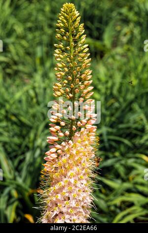 Foxtail Lily Eremurus 'Sarah Cato' bee flying Stock Photo - Alamy