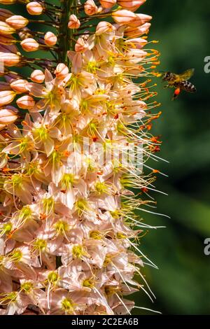 Foxtail Lily Eremurus 'Sarah Cato' Stock Photo - Alamy