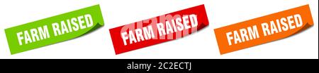 farm raised sticker. square isolated peeler sign. label Stock Vector ...