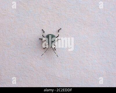 green shield bug aka Nezara Viridula animal of phylum Euarthropoda ...